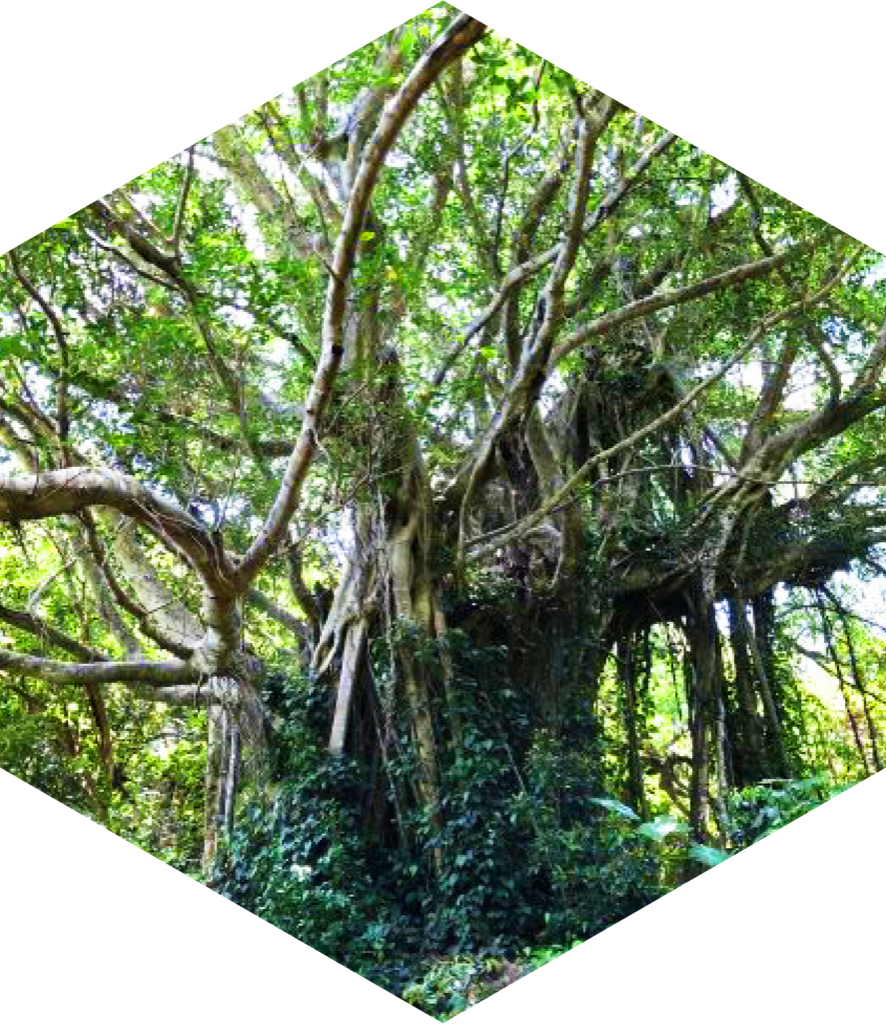 株式会社SynecO（シネコ） – すべての命と生きる社会へ